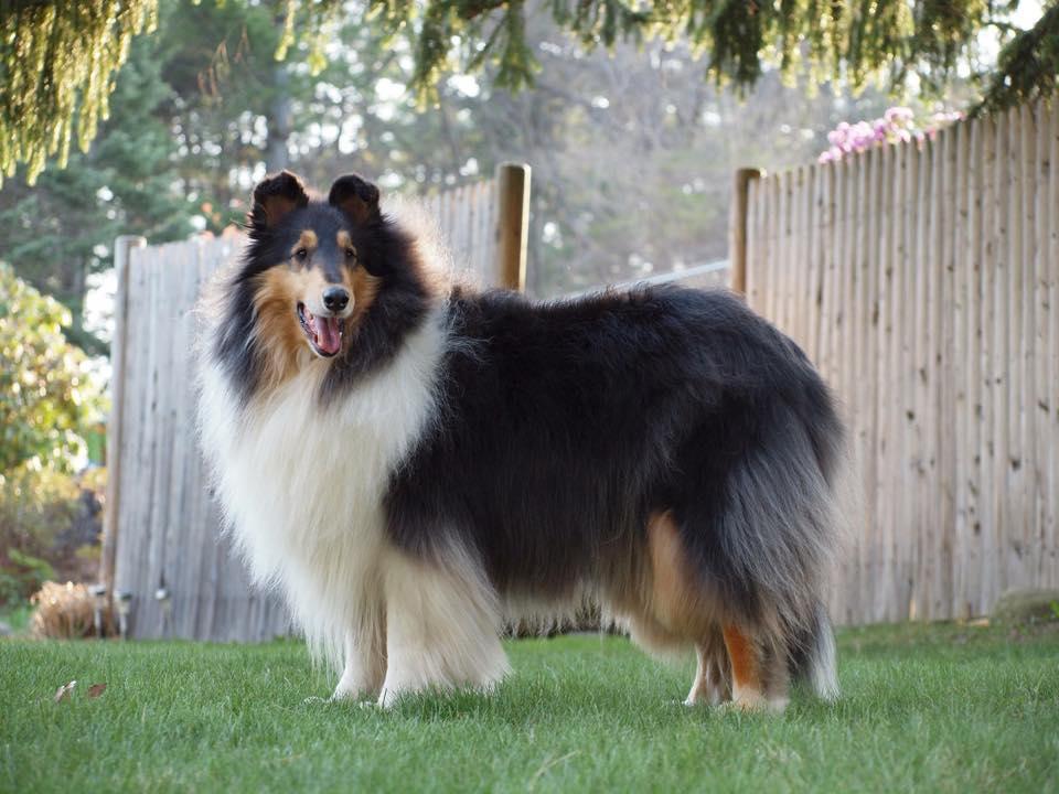 Blackmoor collies in Massachusetts | Collie puppies | Good Dog