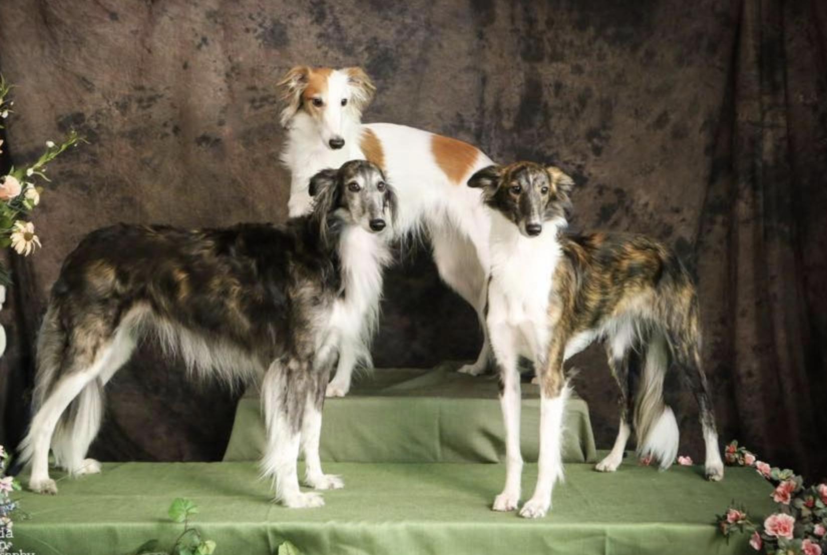Entourage Silken Windhounds in Texas | Silken Windhound puppies | Good Dog