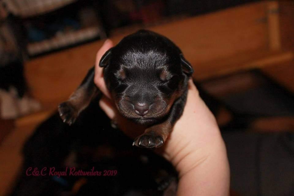 C&C Royal Rottweilers in Oregon | Rottweiler puppies | Good Dog