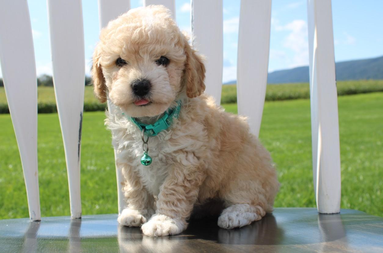 Curls & Paws Canines in Pennsylvania | Shih Tzu, Shihpoo or Assorted ...