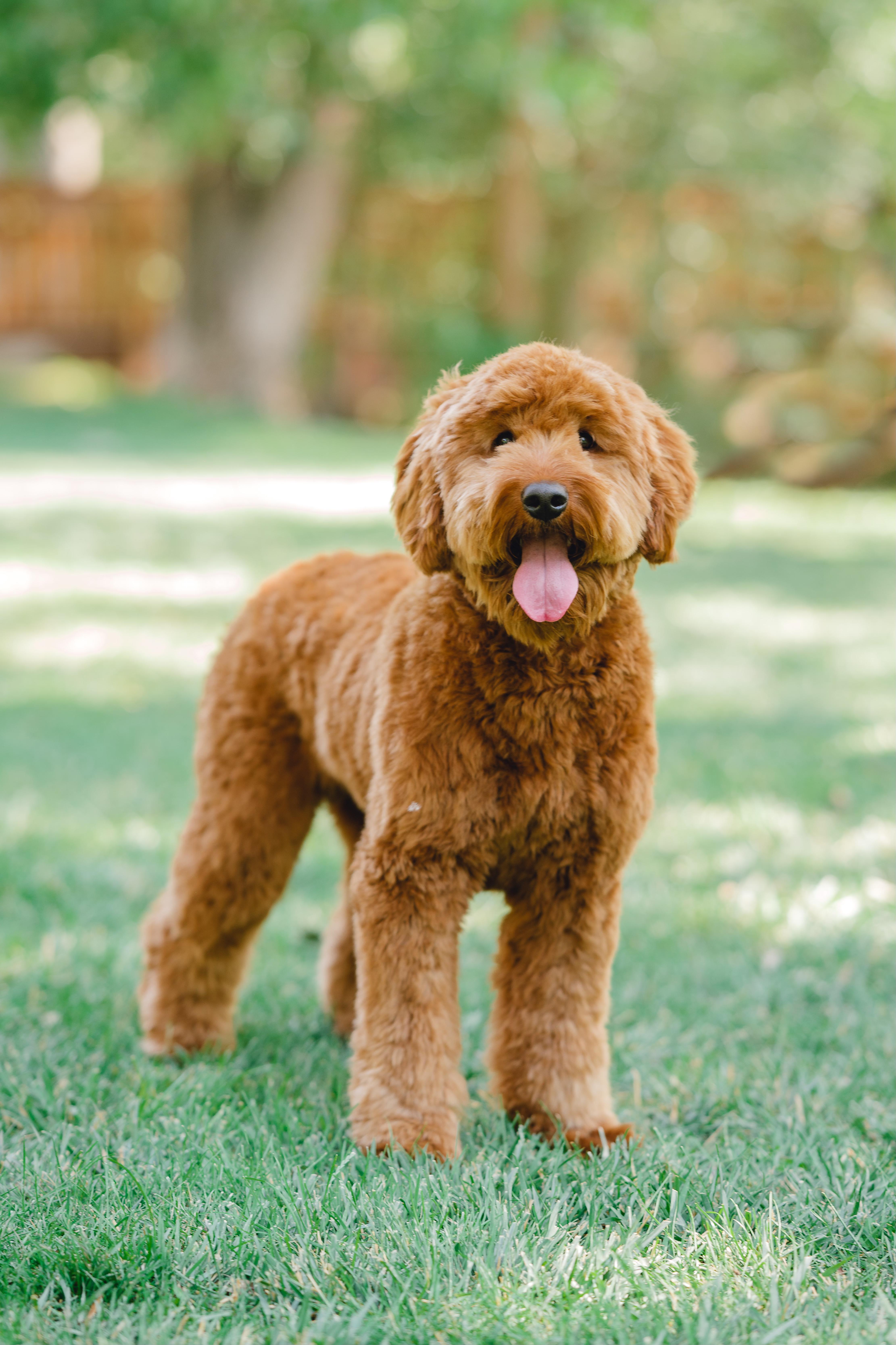 Utah Doodles in Utah | Goldendoodle and Sheepadoodle puppies | Good Dog