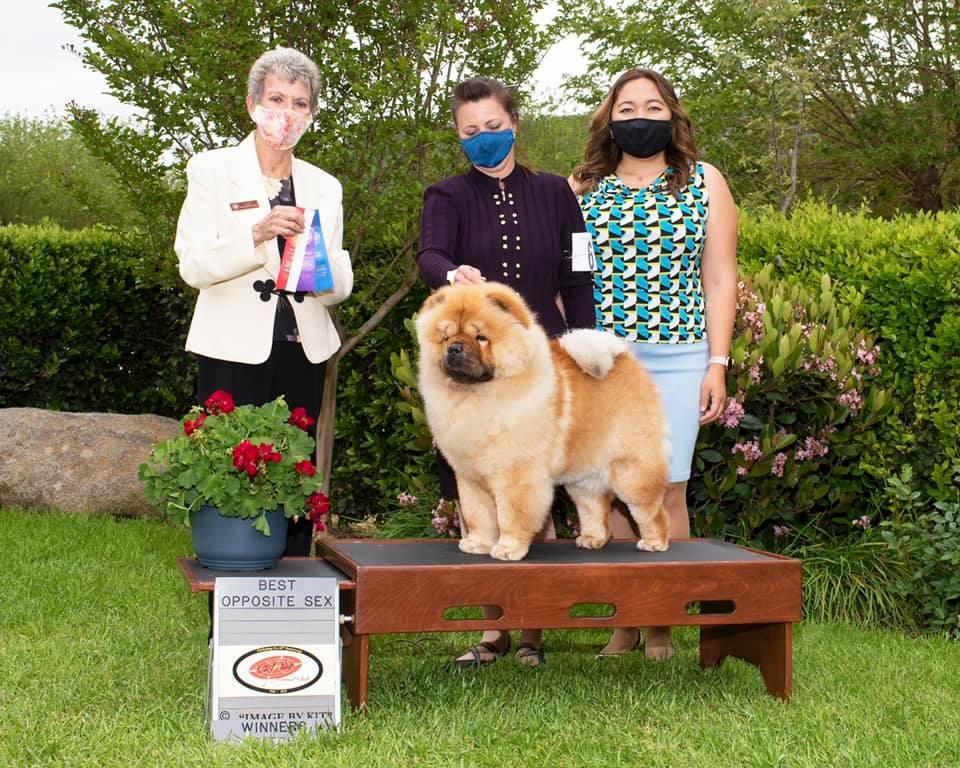 Naiman Chow Chows (San Diego, CA) in California | Chow Chow puppies ...