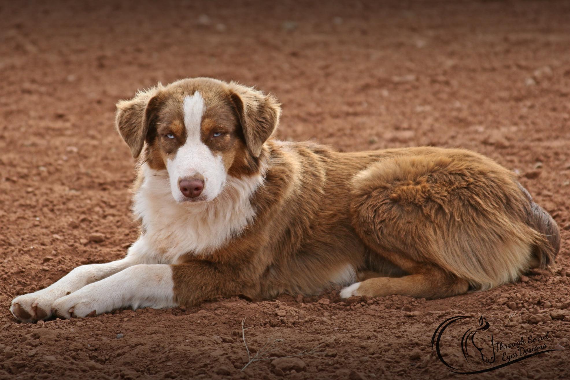 Rockin D Ranch in Texas | Australian Shepherd puppies | Good Dog