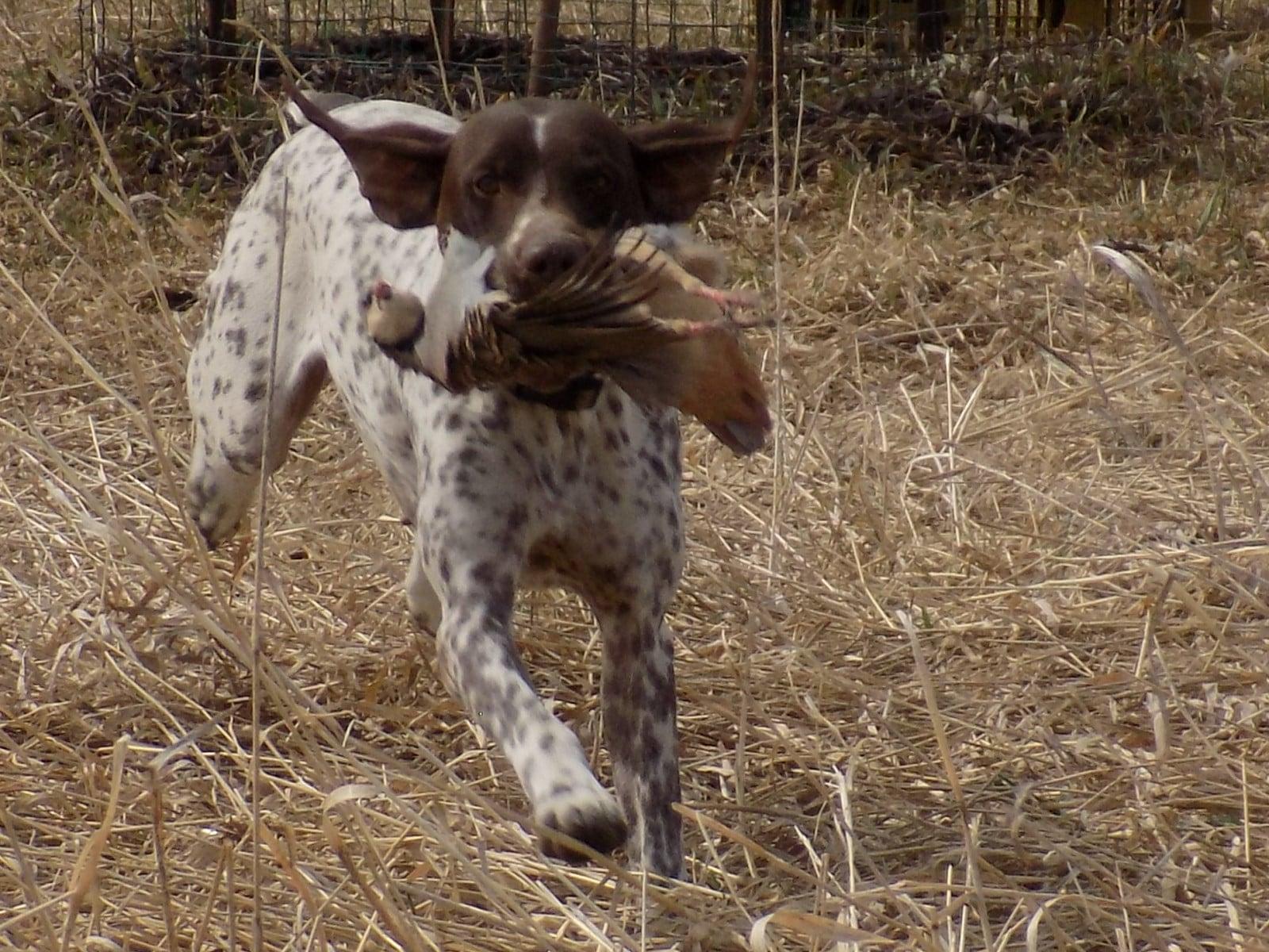 Apple River Working Dogs in Iowa | German Shorthaired Pointer puppies ...