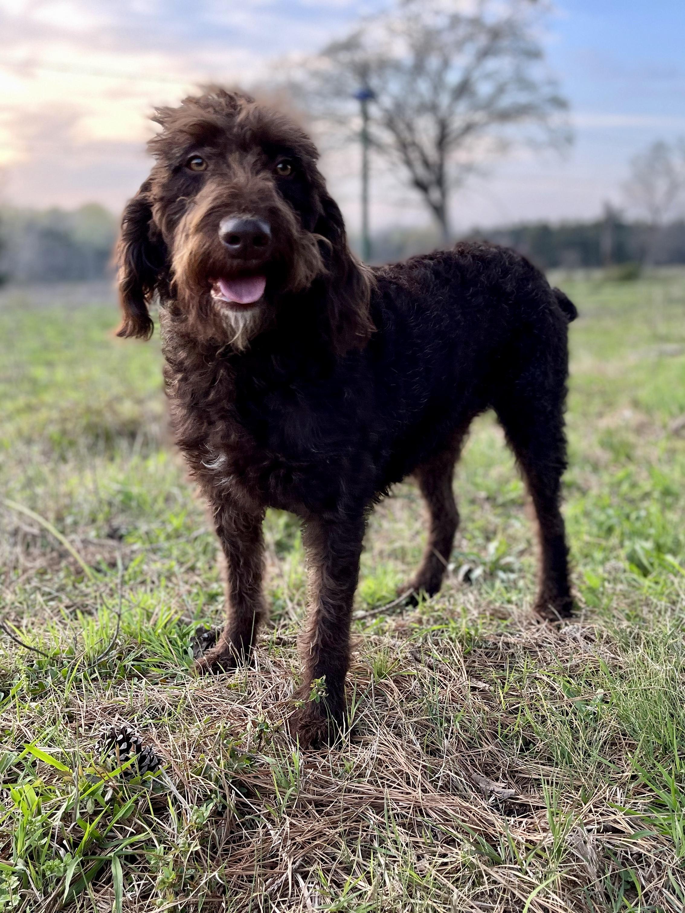 Magnolia State Poodles and Doodles in Mississippi | Goldendoodle ...