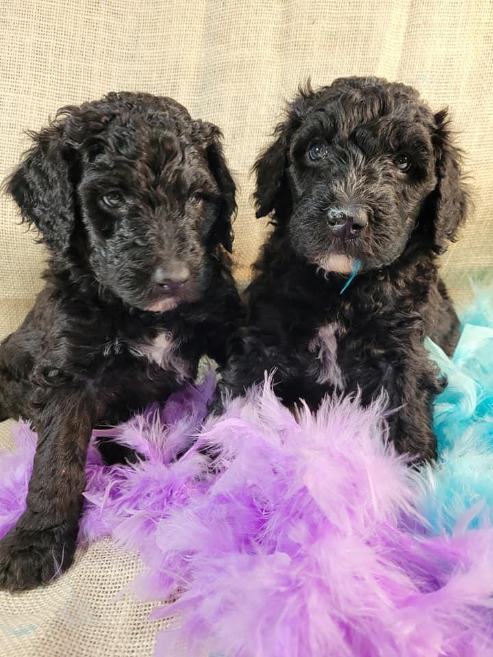 Josies perfect doodles in Missouri | Bernedoodle and Sheepadoodle ...