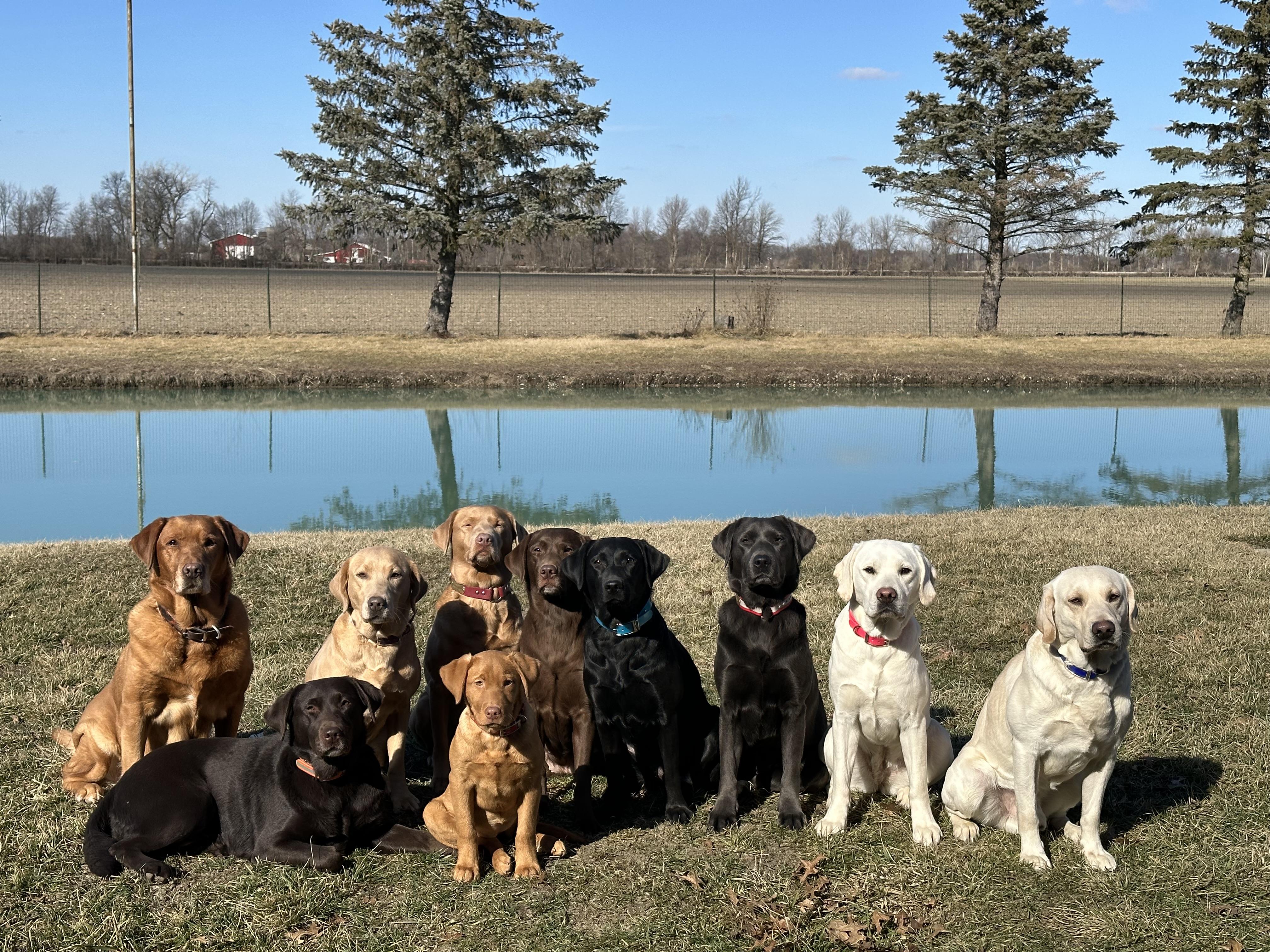 Clark’s Loyal Labradors in Ohio | Labrador Retriever puppies | Good Dog