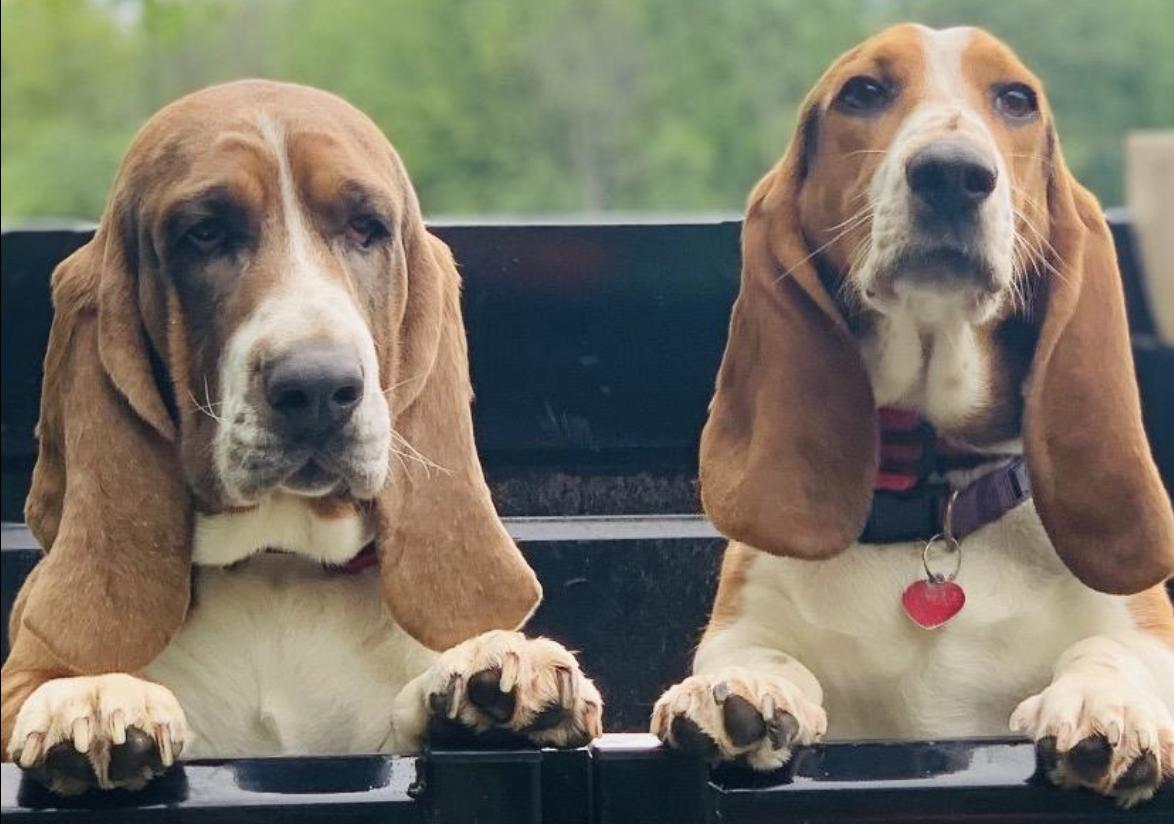 Bleus Bassets in New York | Basset Hound puppies | Good Dog