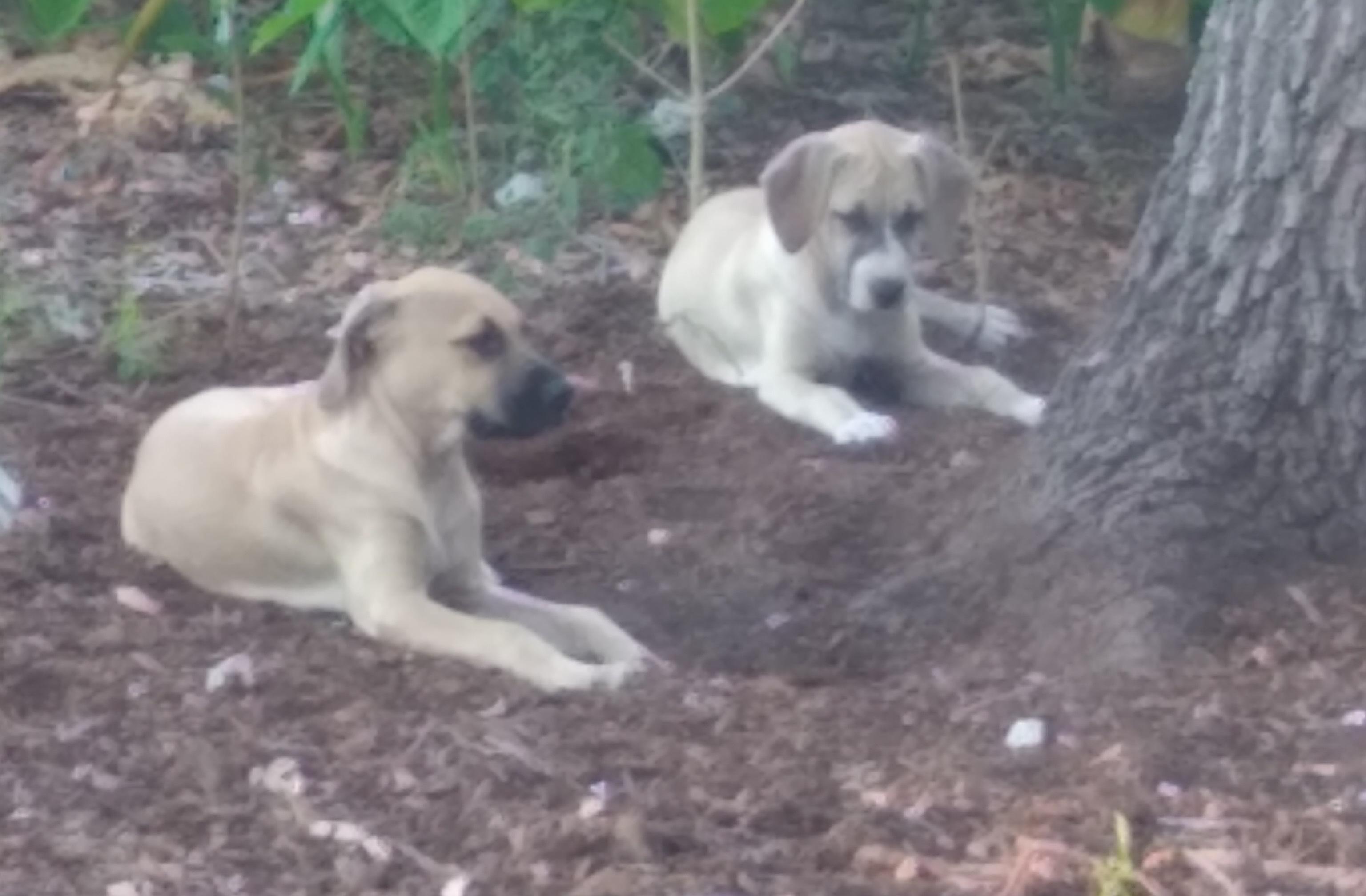 Black Mouth Cur Obsession in Florida | Black Mouth Cur puppies | Good Dog