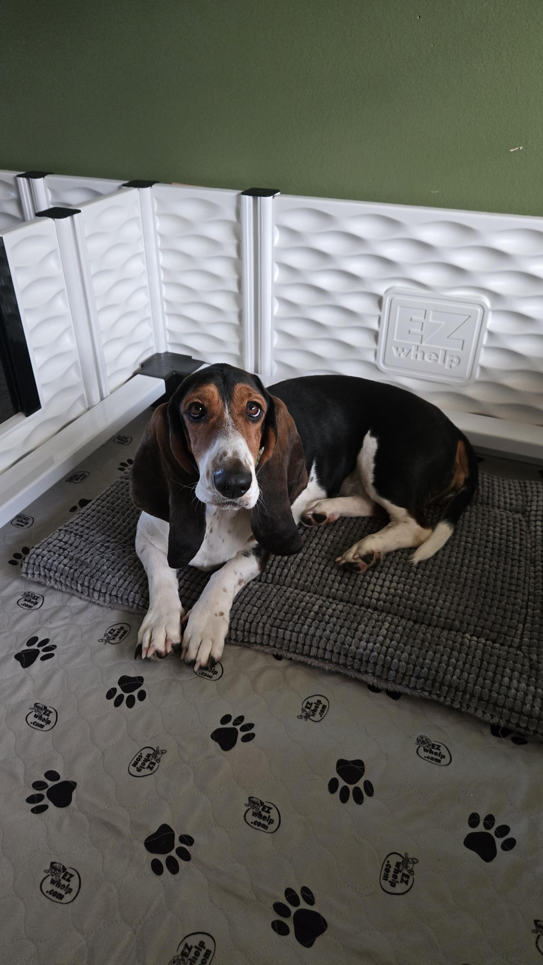 S&S American Bassets in Arkansas | Basset Hound puppies | Good Dog