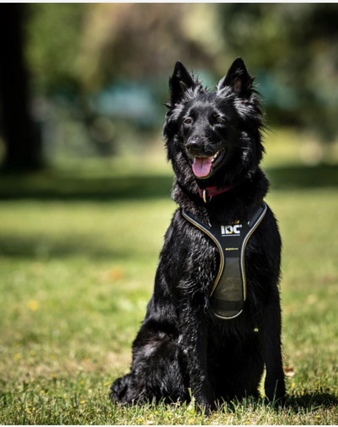 Empire Rebel Belgian’s in California | Belgian Sheepdog and Pembroke ...