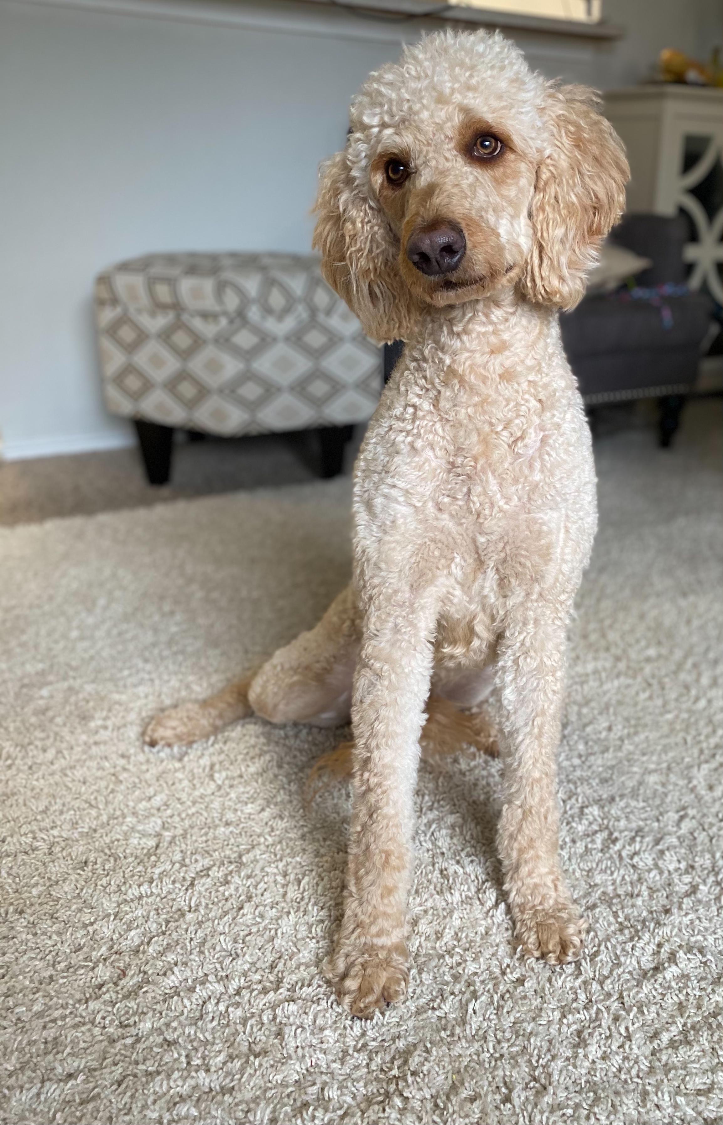 Shapa Breeding in Texas | Goldendoodle puppies | Good Dog