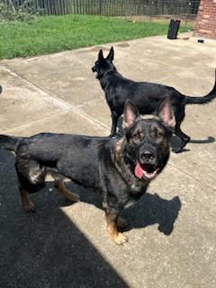 Williams Shepherds in Kentucky | German Shepherd puppies | Good Dog