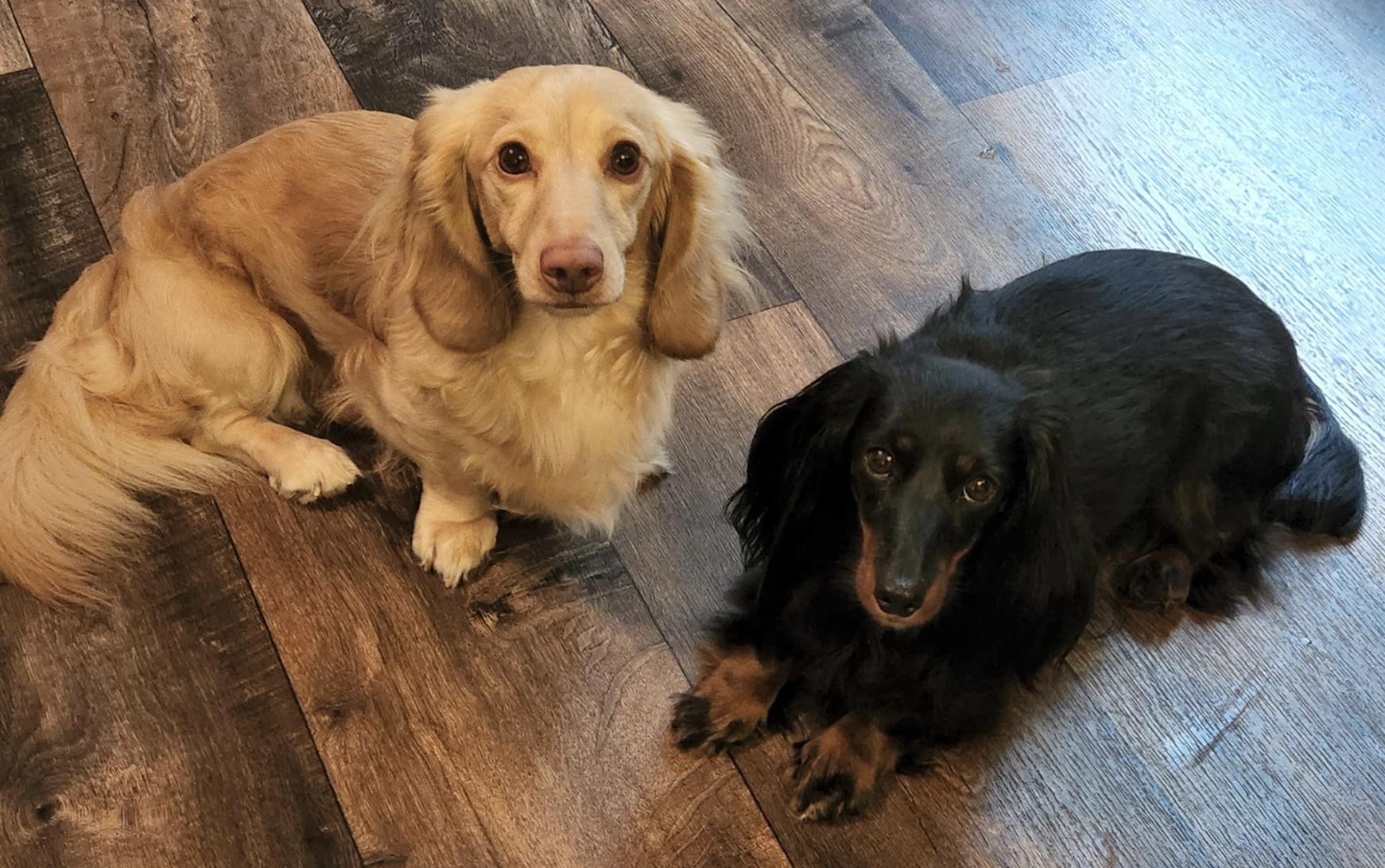 Nelson's Dachshunds in Arkansas | Dachshund puppies | Good Dog