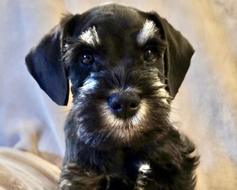 Collette's Miniature Schnauzers in Alaska | Miniature Schnauzer puppies | Good Dog