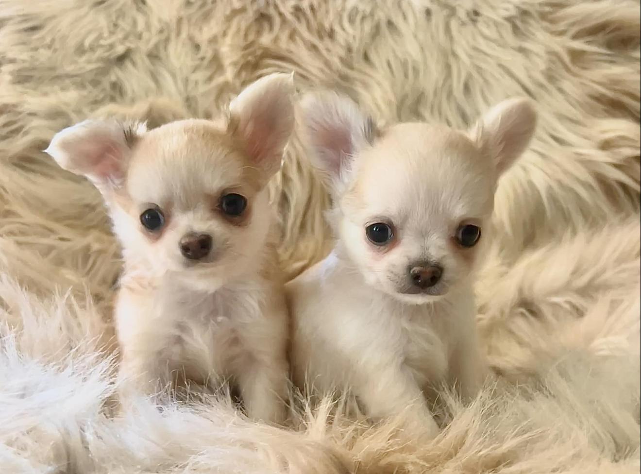 Little Luxe Chihuahuas in New Hampshire | Chihuahua puppies | Good Dog