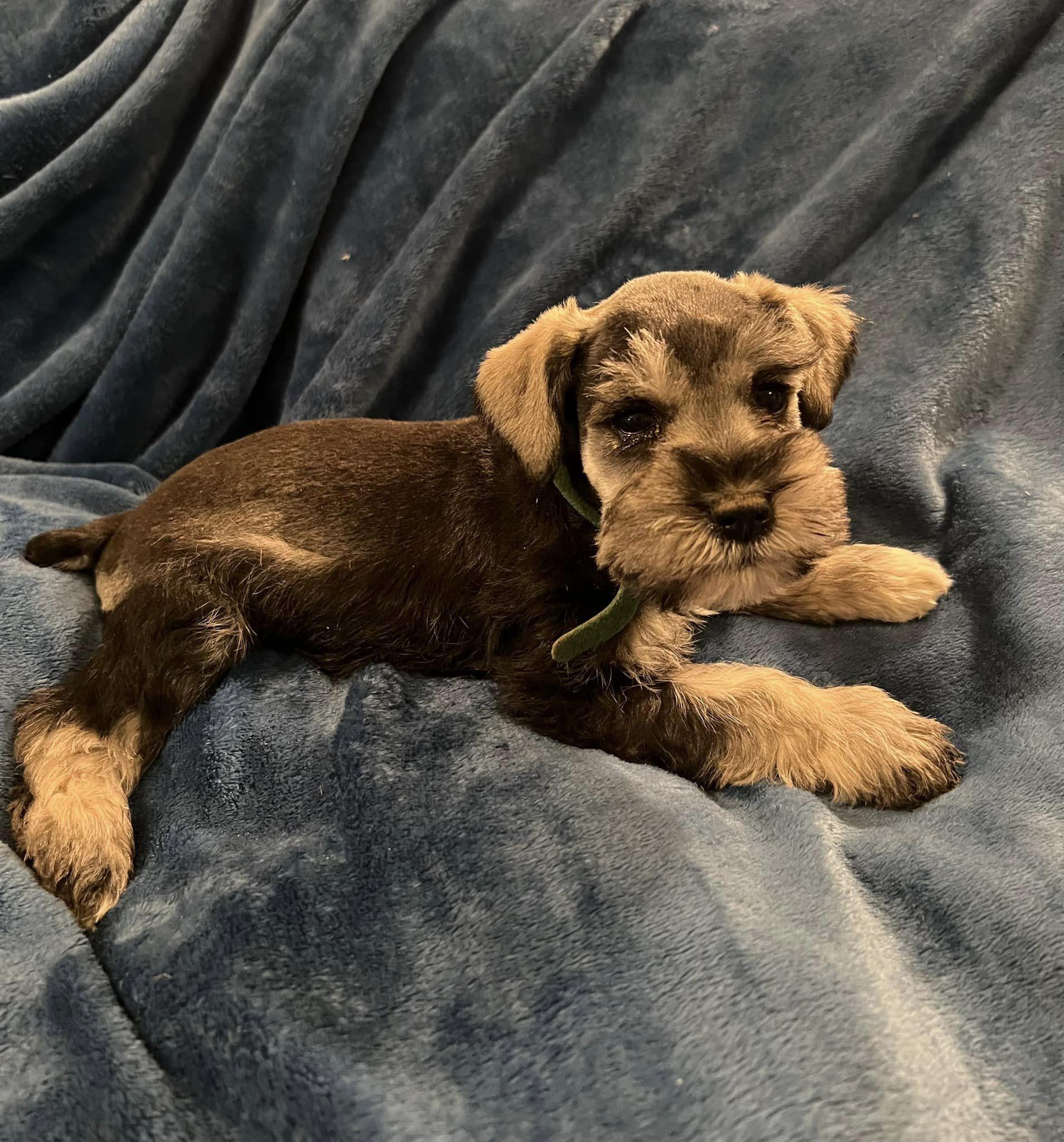 Mountain View Miniature Schnauzers in Alabama | Miniature Schnauzer ...