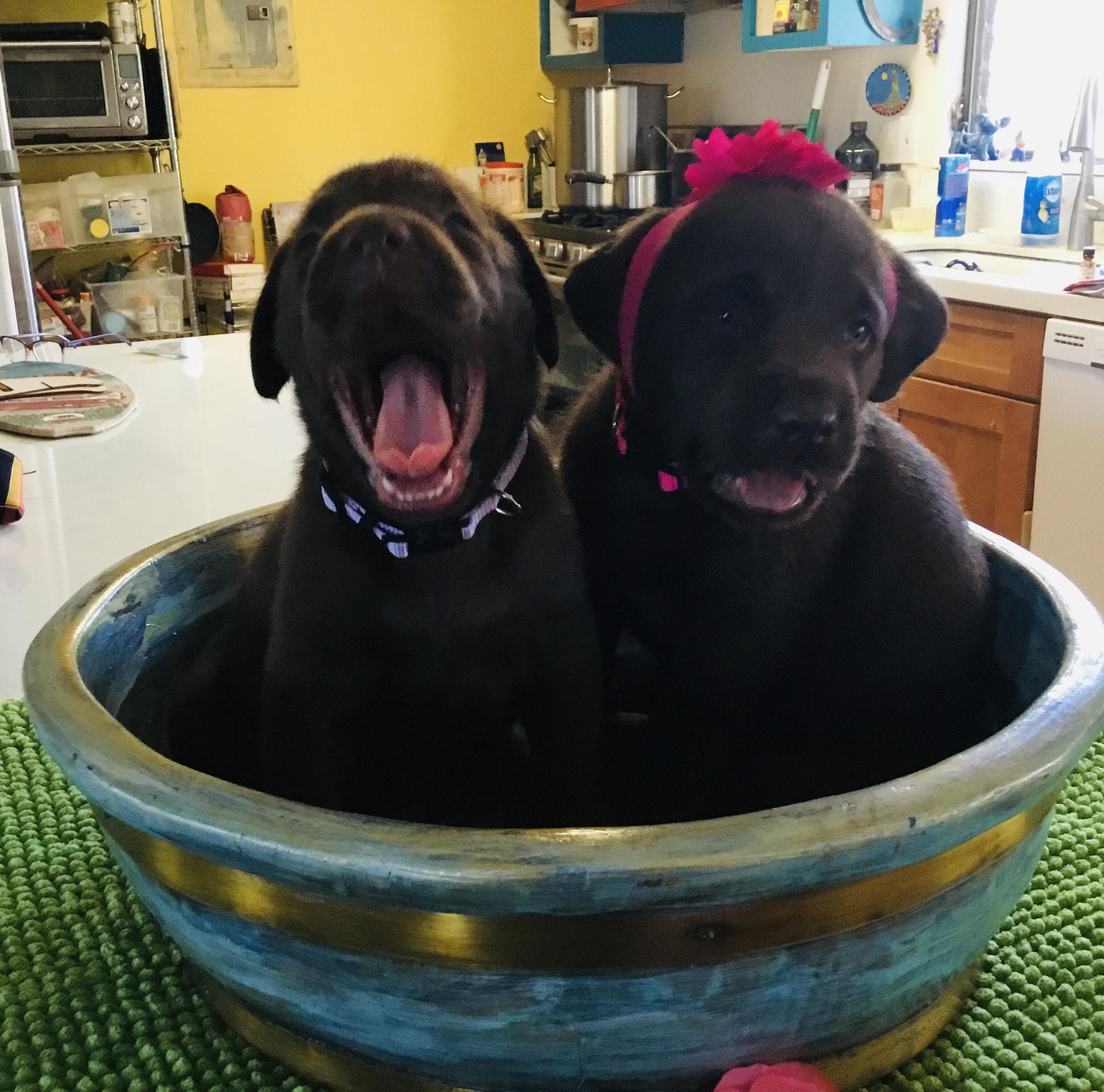 Shining Sea Labradors of Kauai in Hawaii | Labrador Retriever puppies ...