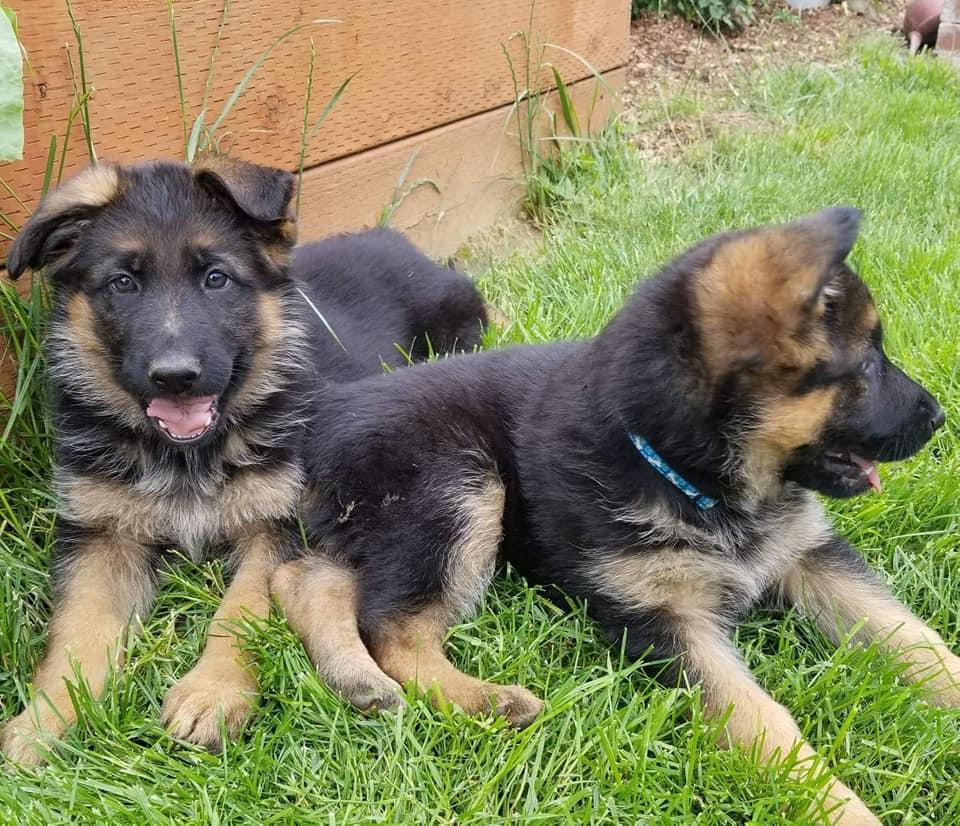 Von Ricketts Dogs in Oregon | German Shepherd puppies | Good Dog