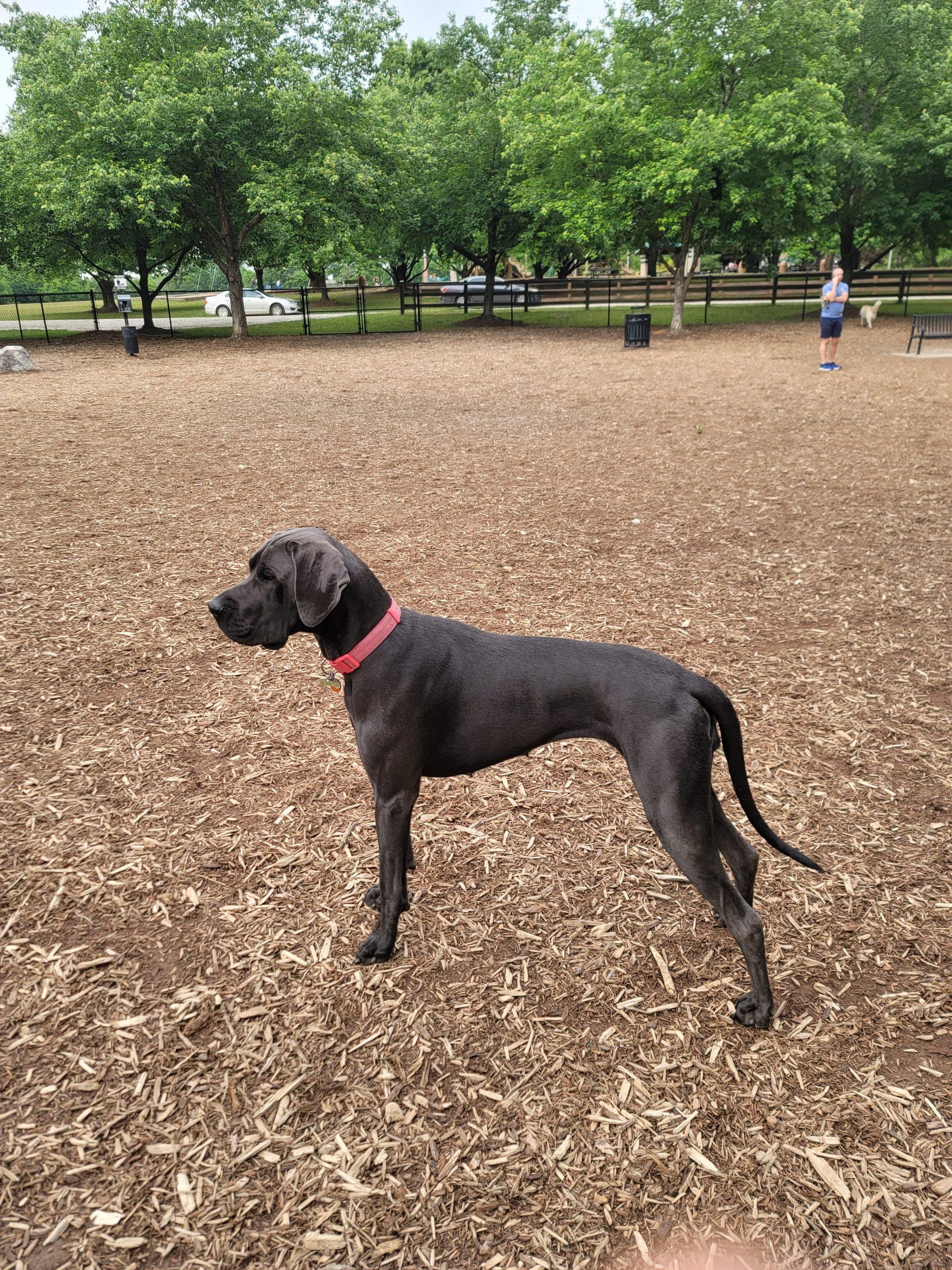 Gentle Giant Danes, LLC in North Carolina | Great Dane puppies | Good Dog