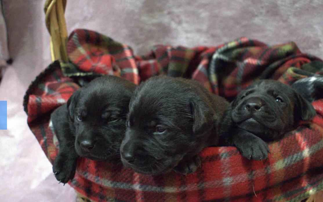 Maple Leaf Labradors in Minnesota | Labrador Retriever puppies | Good Dog