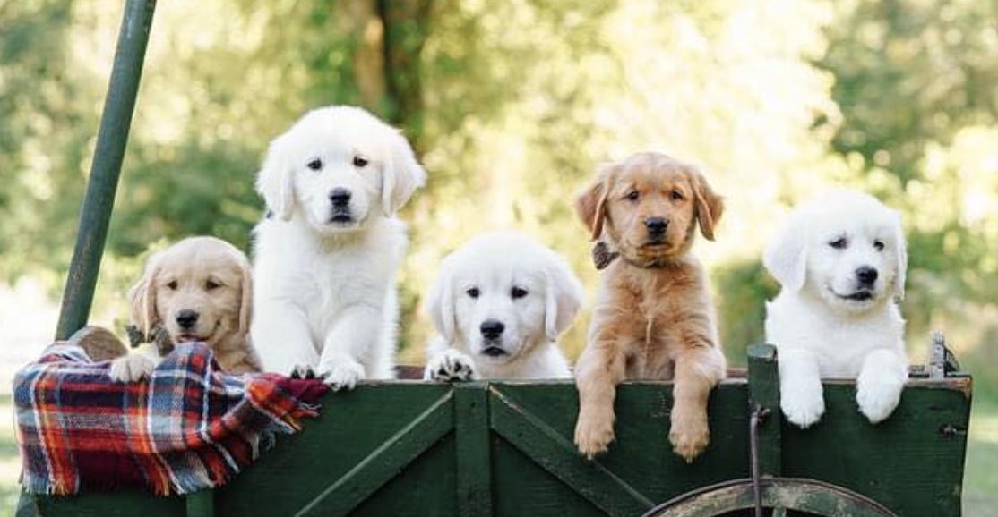 Indiana Goldens in Indiana | Golden Retriever puppies | Good Dog