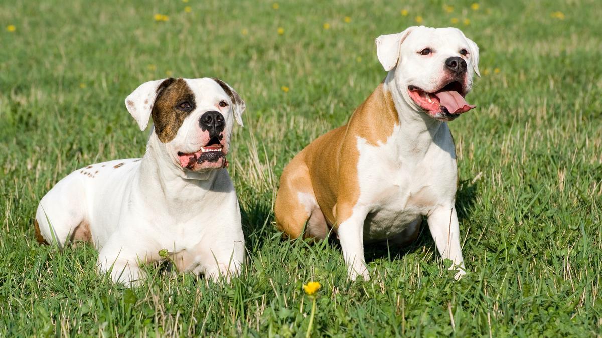 25 cute Purebred American Bulldog puppies for sale | Good Dog