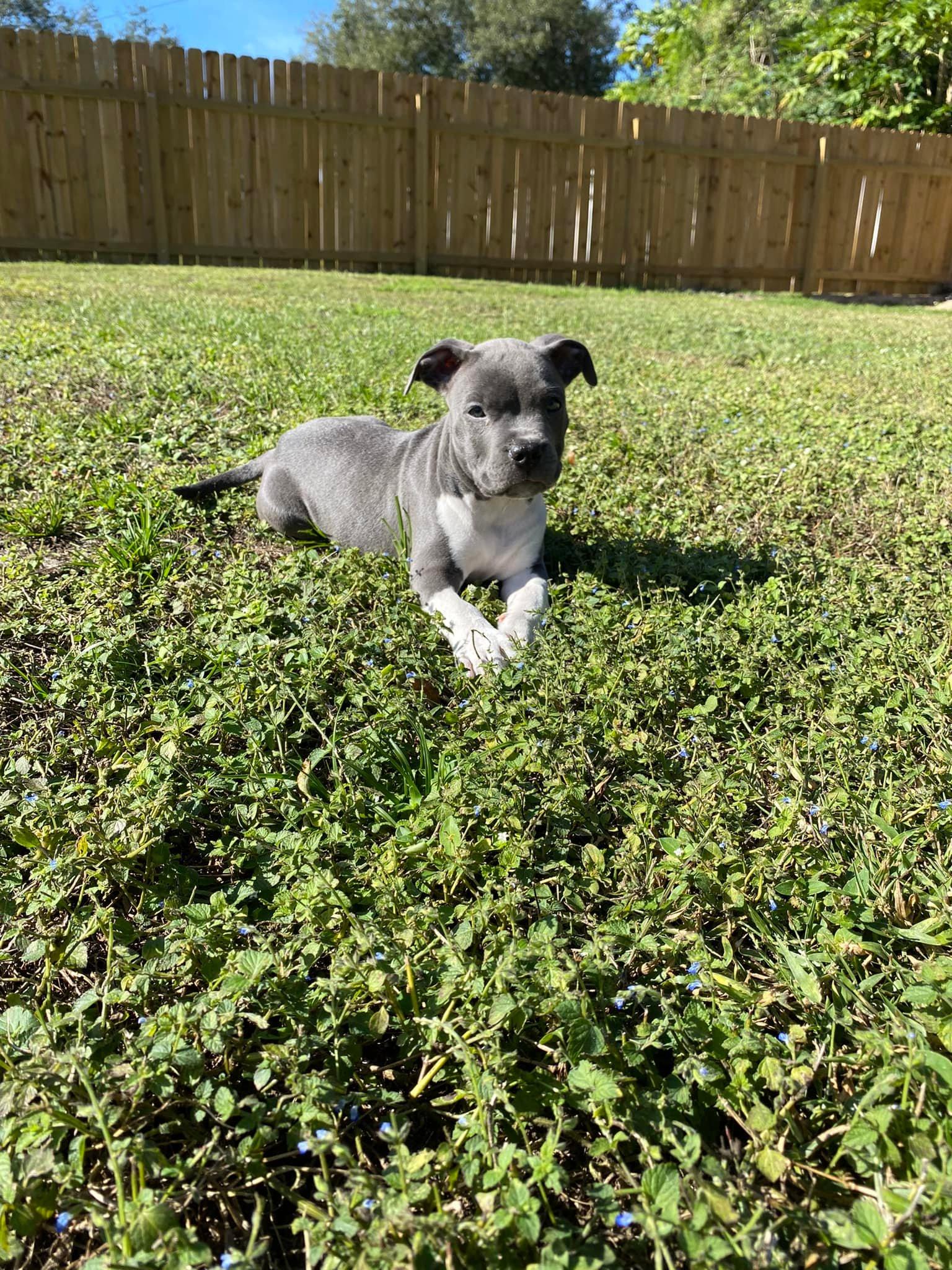 Unbullievable Bullies in Florida | American Bully puppies | Good Dog