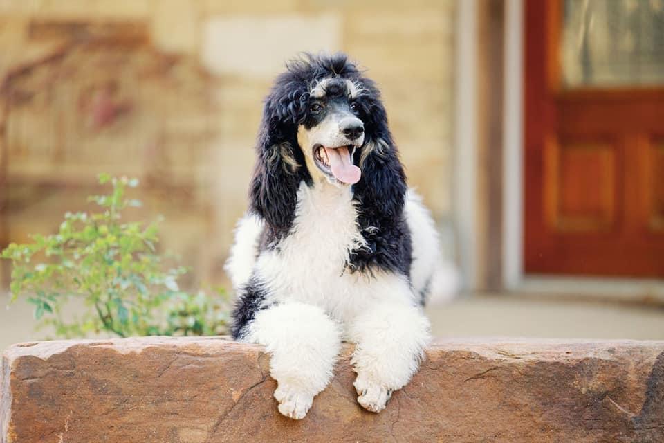 Spanish Flower Standard Poodles in Texas | Poodle puppies | Good Dog
