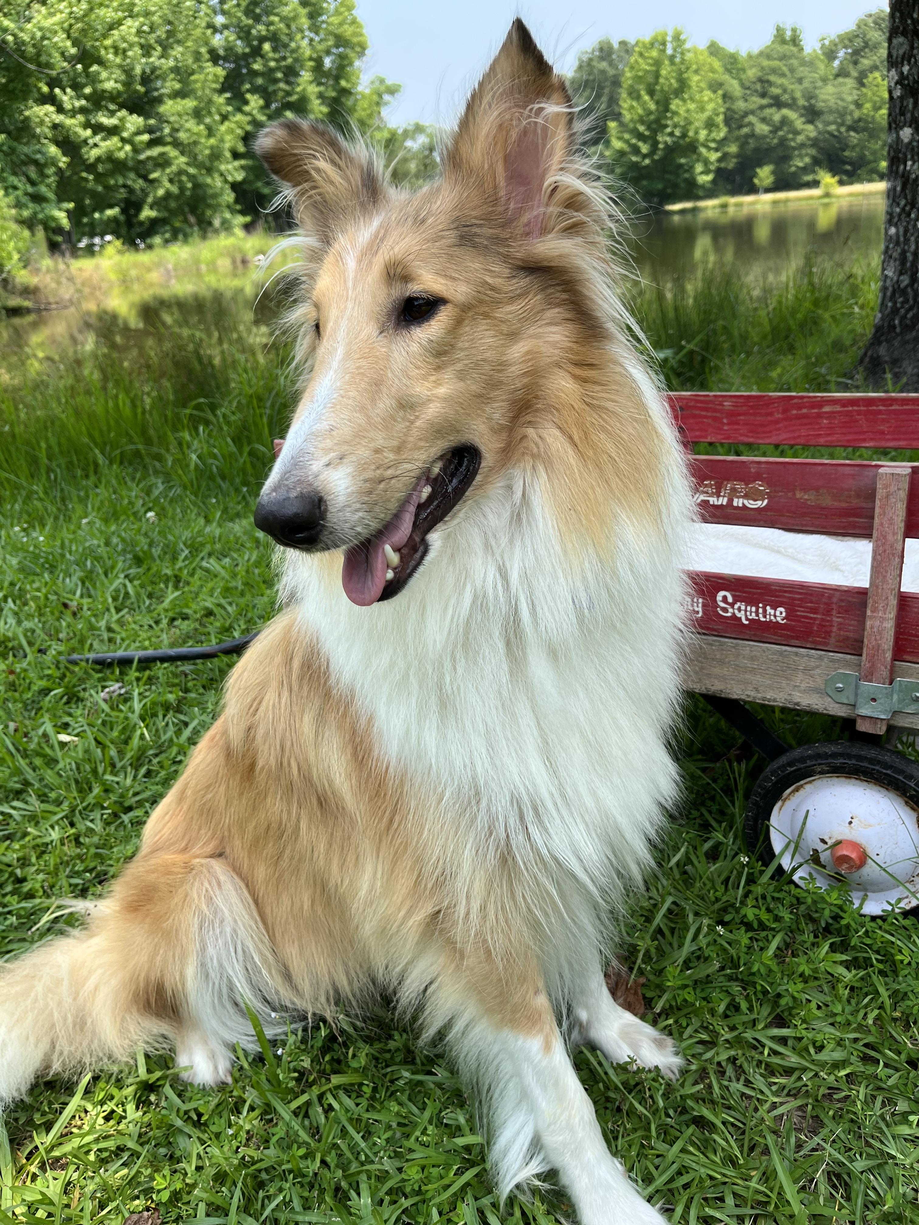 Cranford Collies in Mississippi | Collie puppies | Good Dog