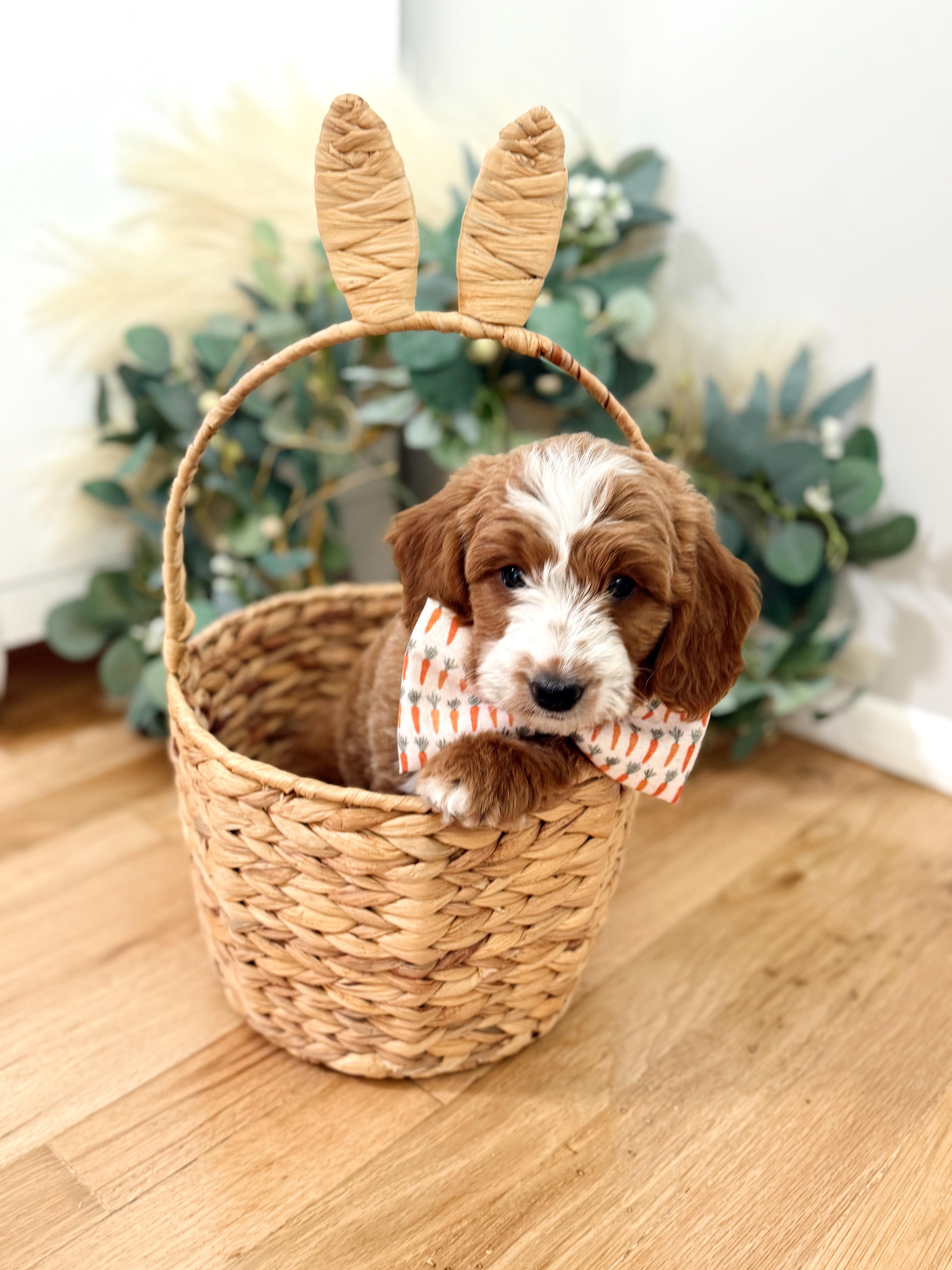 The Puppy Nest in Utah | Goldendoodle puppies | Good Dog