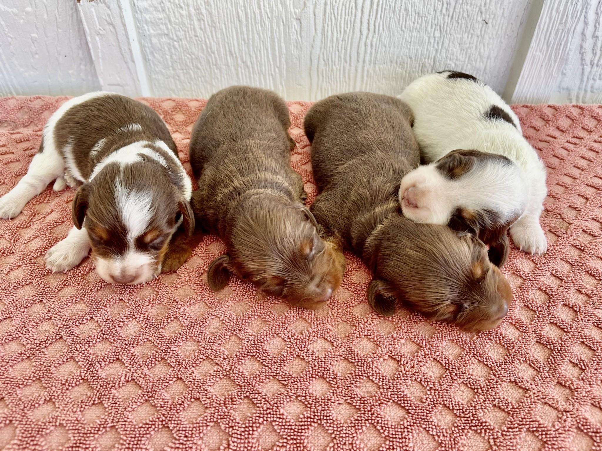 Twisted H Dachshunds in Oklahoma | Dachshund puppies | Good Dog