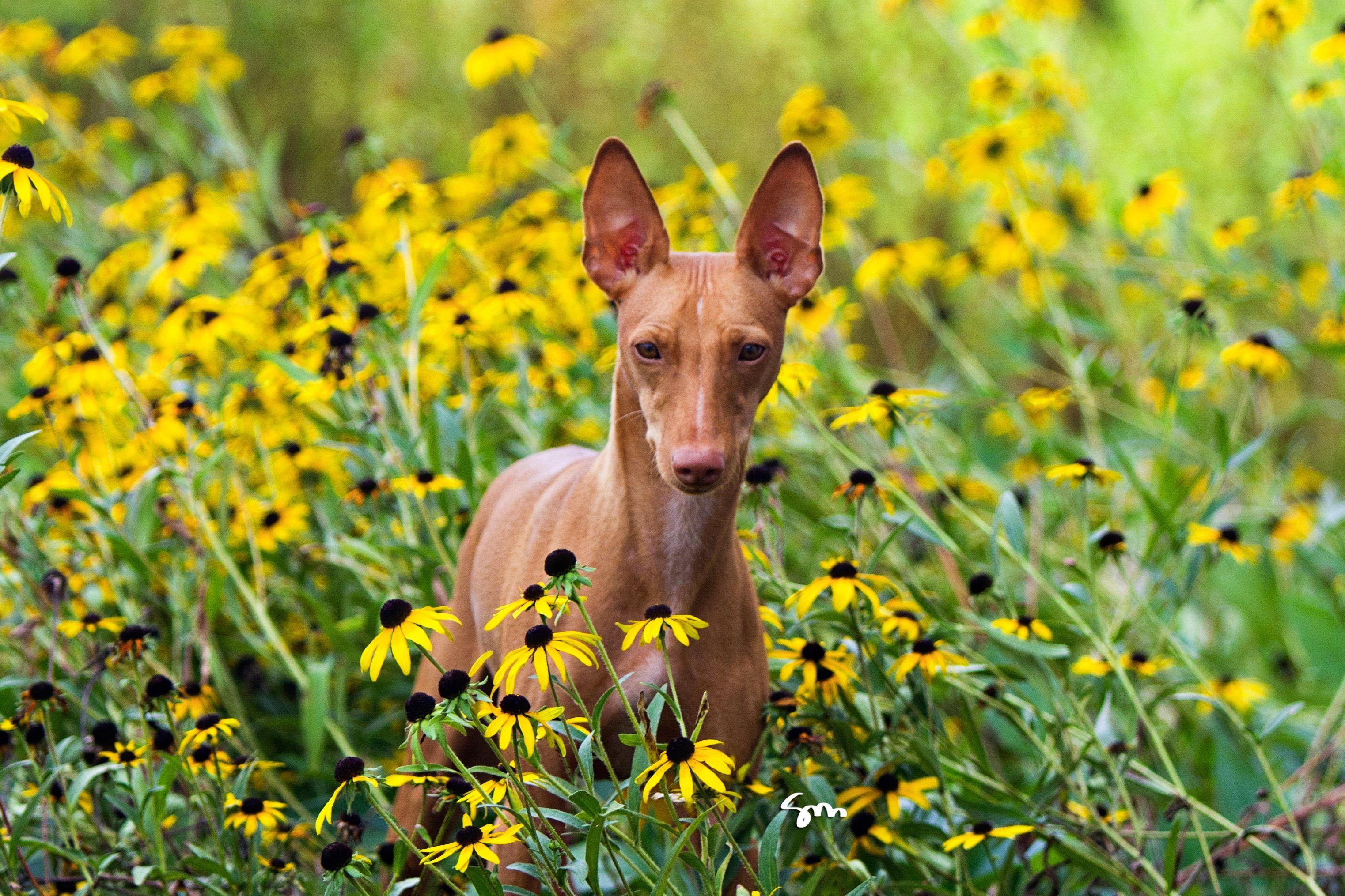 d'Lea Cirnechi in Texas | Cirneco dell’Etna puppies | Good Dog