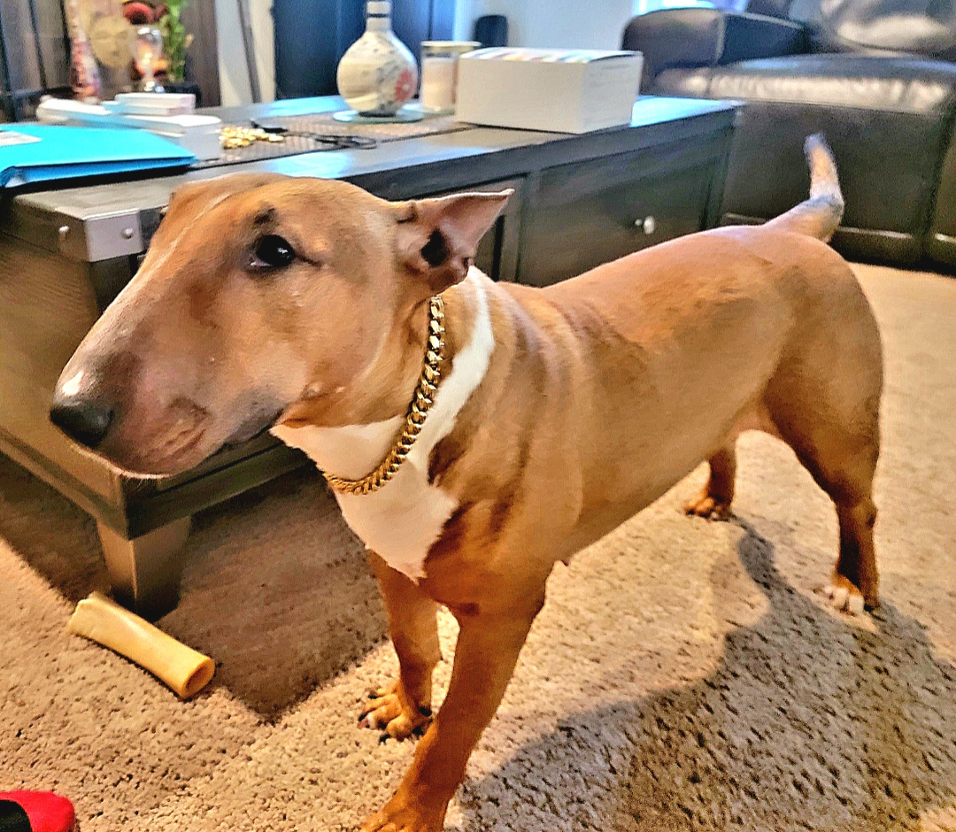 The Noble Bull Terriers in Washington | Bull Terrier puppies | Good Dog