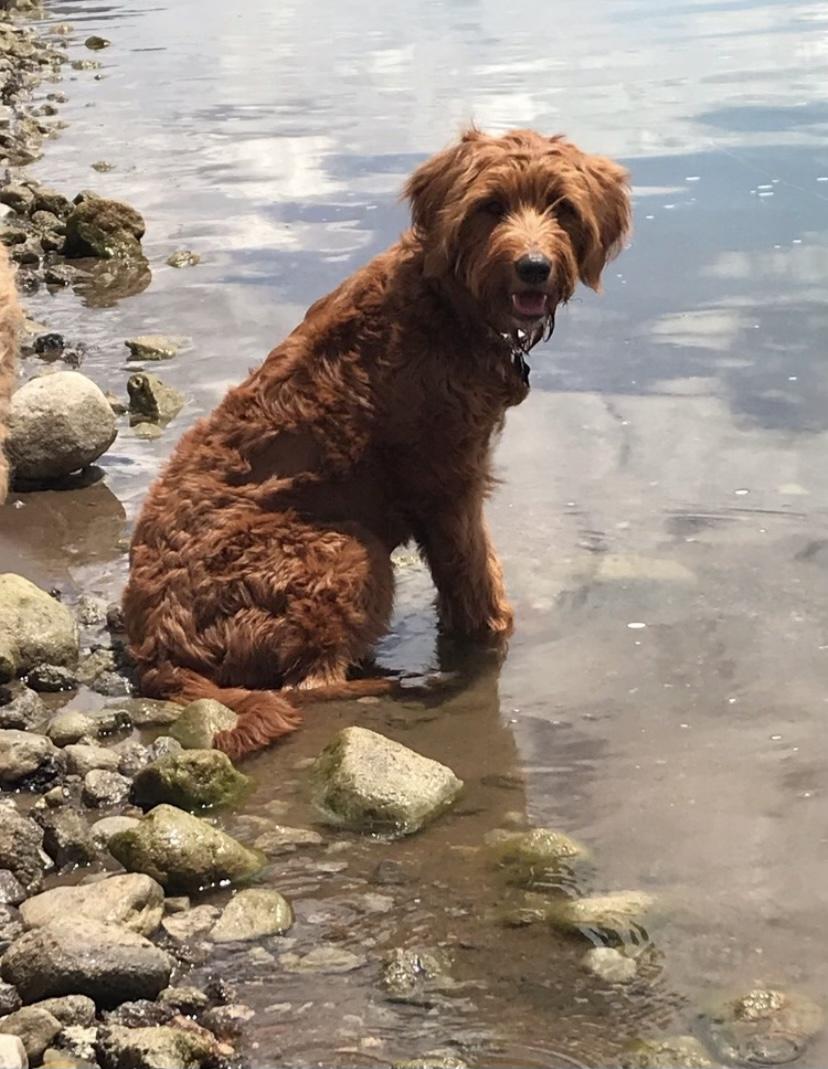MillyDoodles in Utah | Goldendoodle puppies | Good Dog