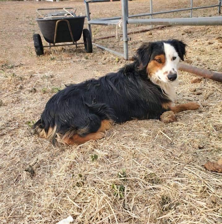 Flying R Aussie Ranch in California | Australian Shepherd puppies ...