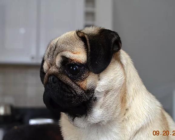 Siena Rose Pugs in New Jersey | Pug puppies | Good Dog