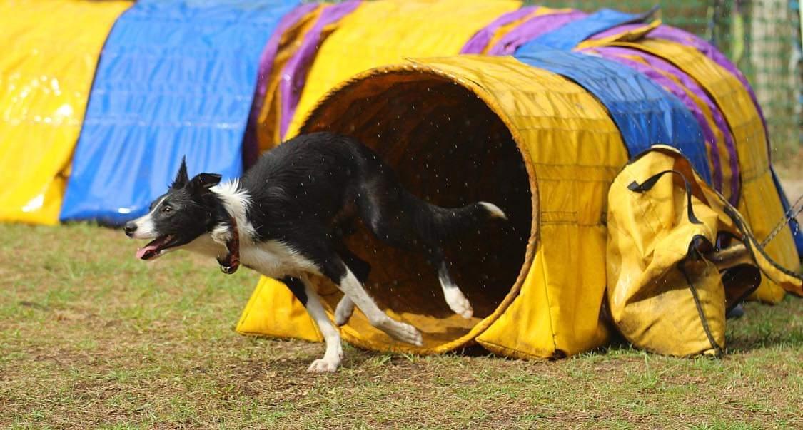 Lux Border Collies in Kentucky | Border Collie puppies | Good Dog