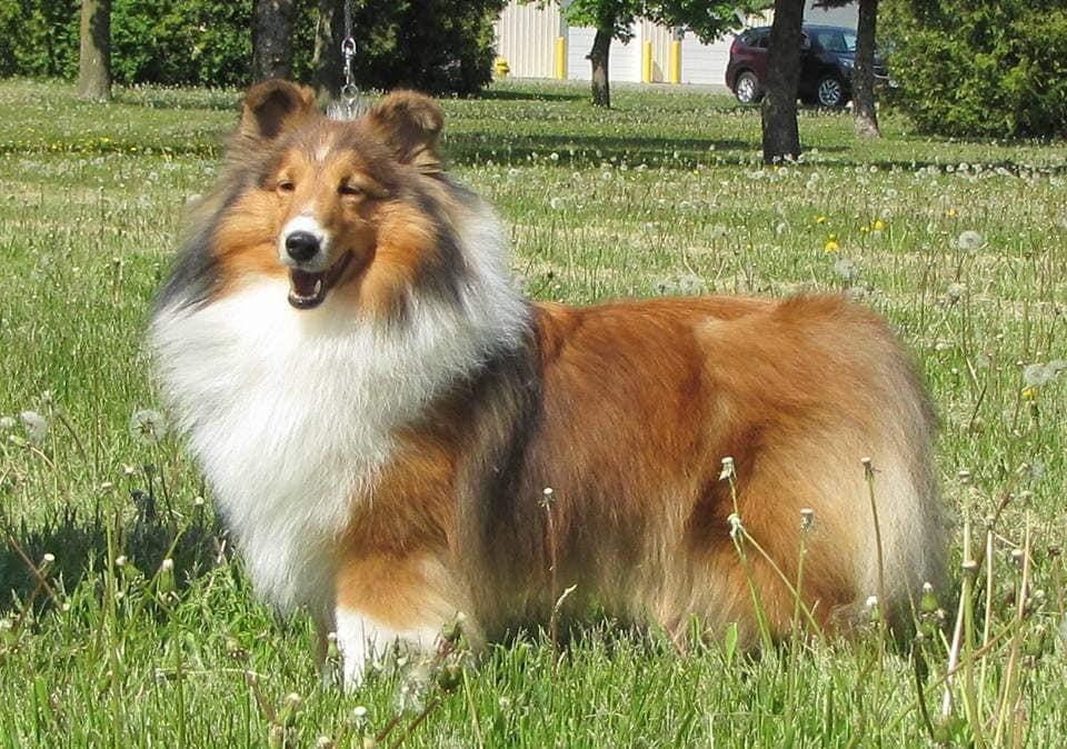Starlight Shelties in Wisconsin | Shetland Sheepdog puppies | Good Dog