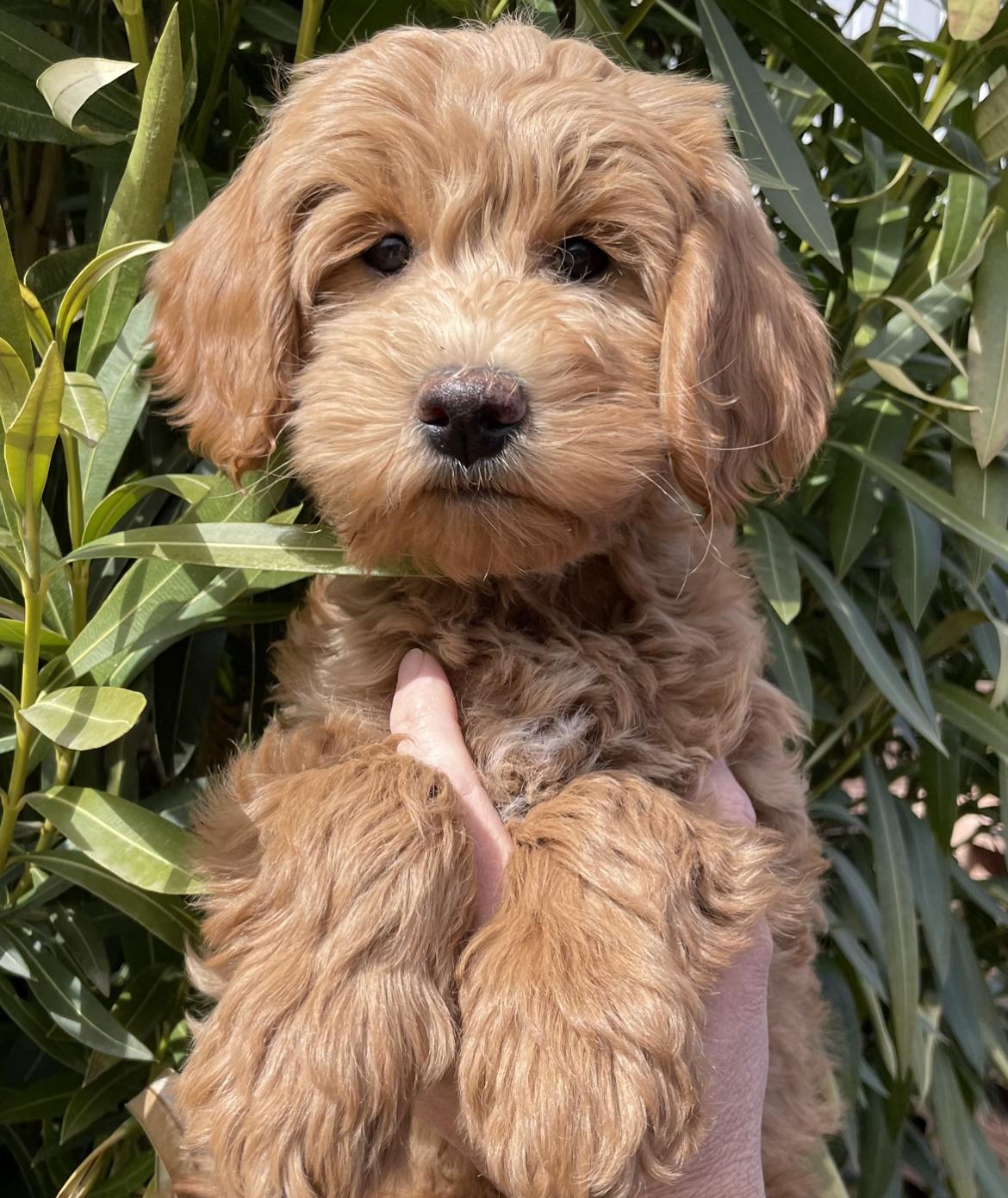 Desert Sage Doodles in Utah | Goldendoodle puppies | Good Dog
