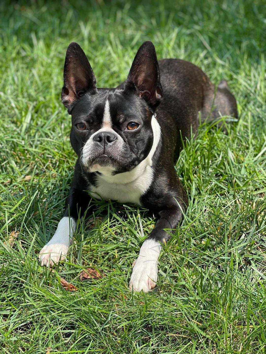 Lost Valley Bostons in Utah | Boston Terrier puppies | Good Dog
