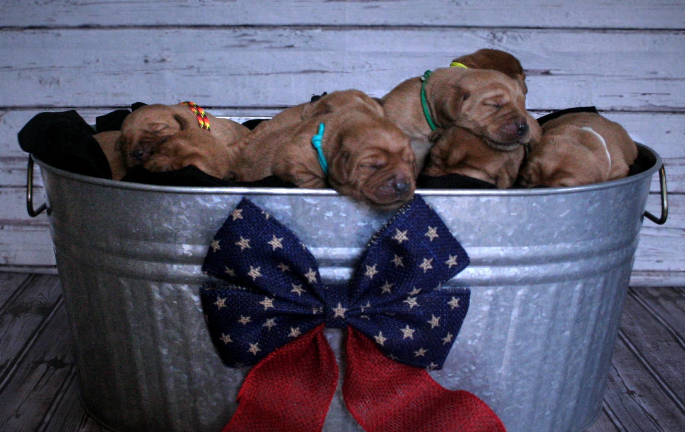 Rustic Fields Labradors in Indiana | Labrador Retriever puppies | Good Dog