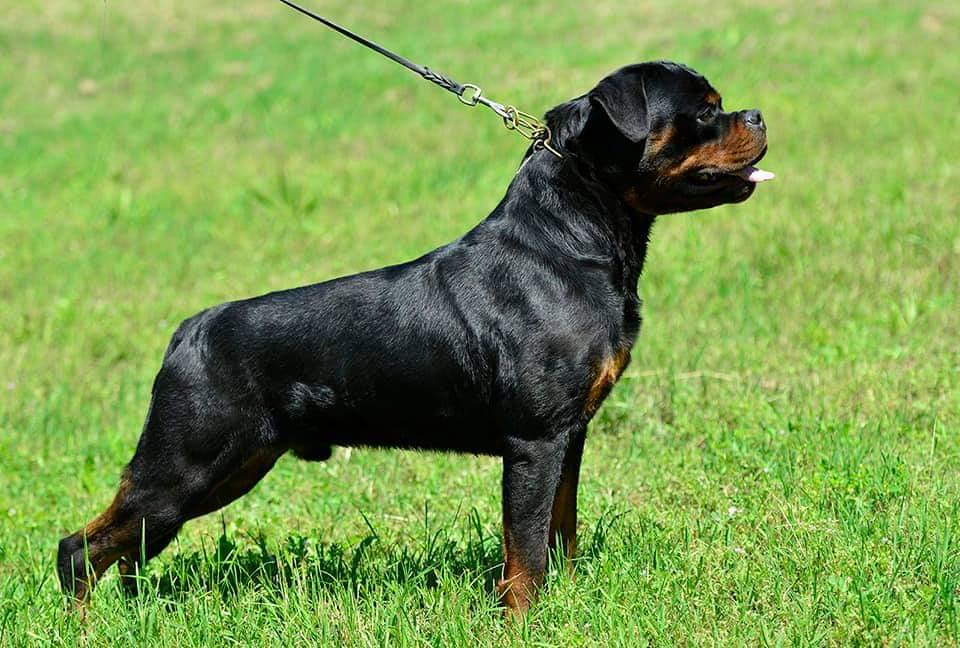 Templinhaus Rottweilers & DreamHaus French Bulldogs in Idaho ...