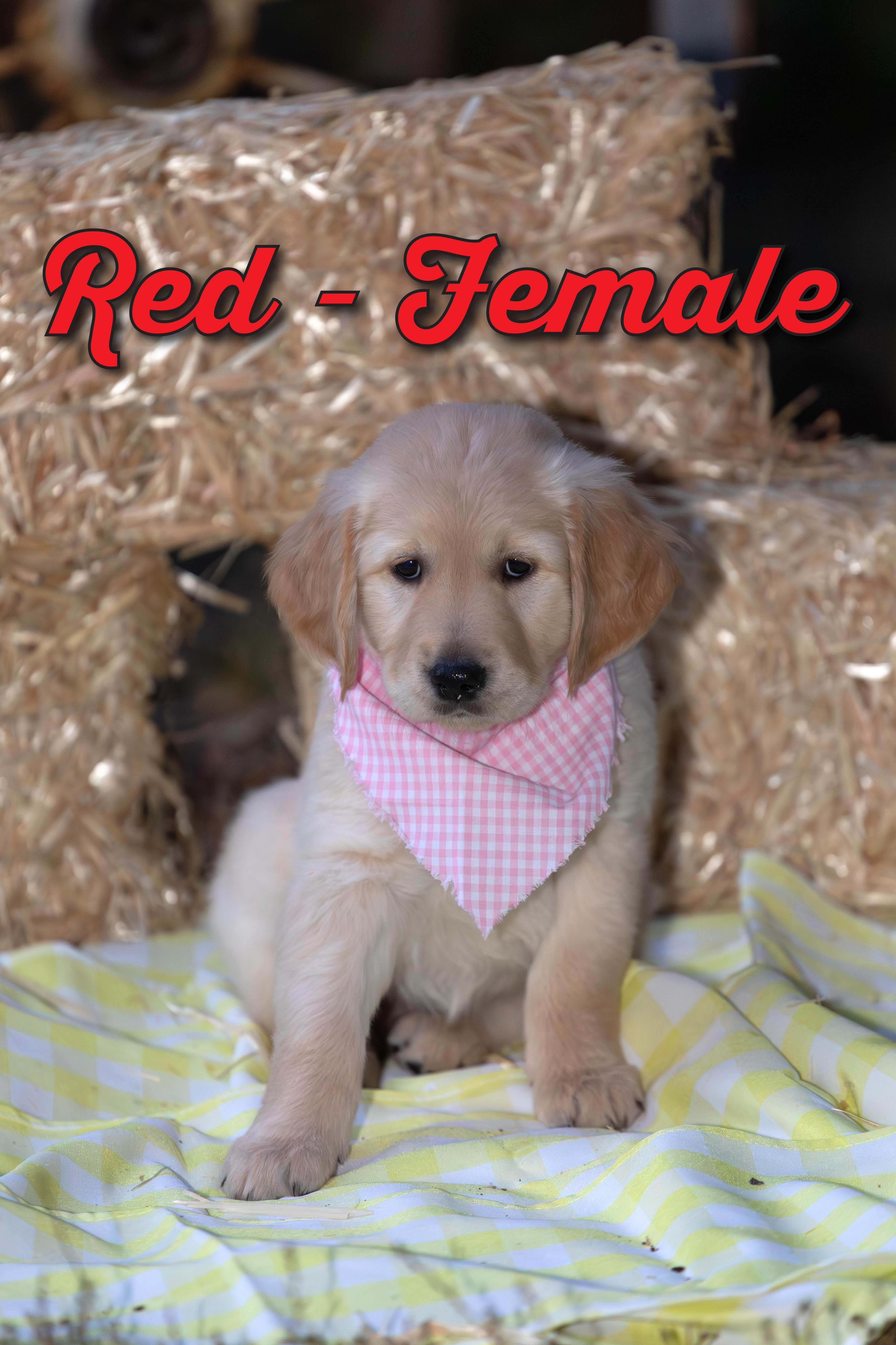 Valley County Goldens in Idaho | Golden Retriever puppies | Good Dog