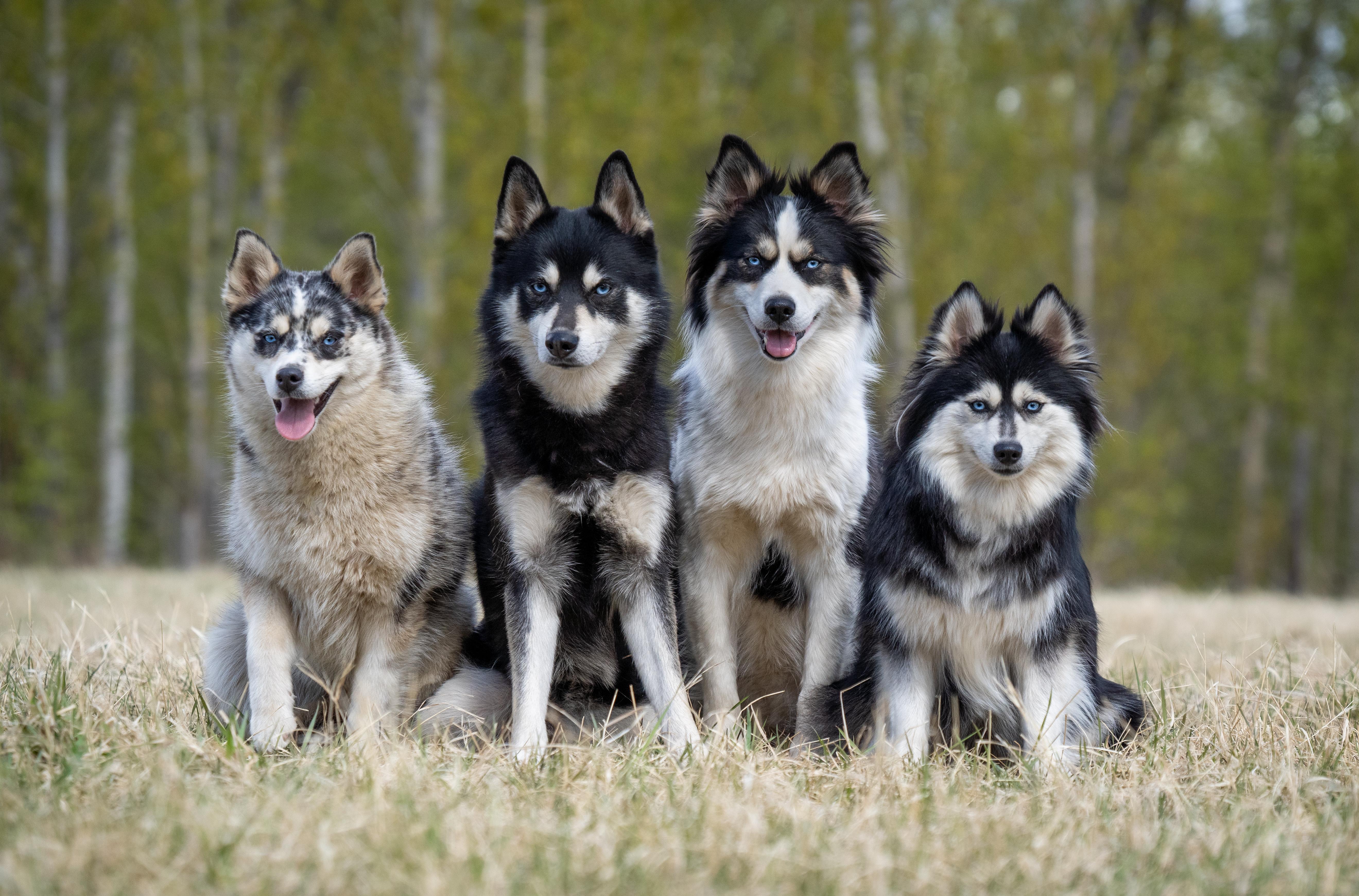 Pioneer Peak Pomskies in Alaska | Pomsky puppies | Good Dog