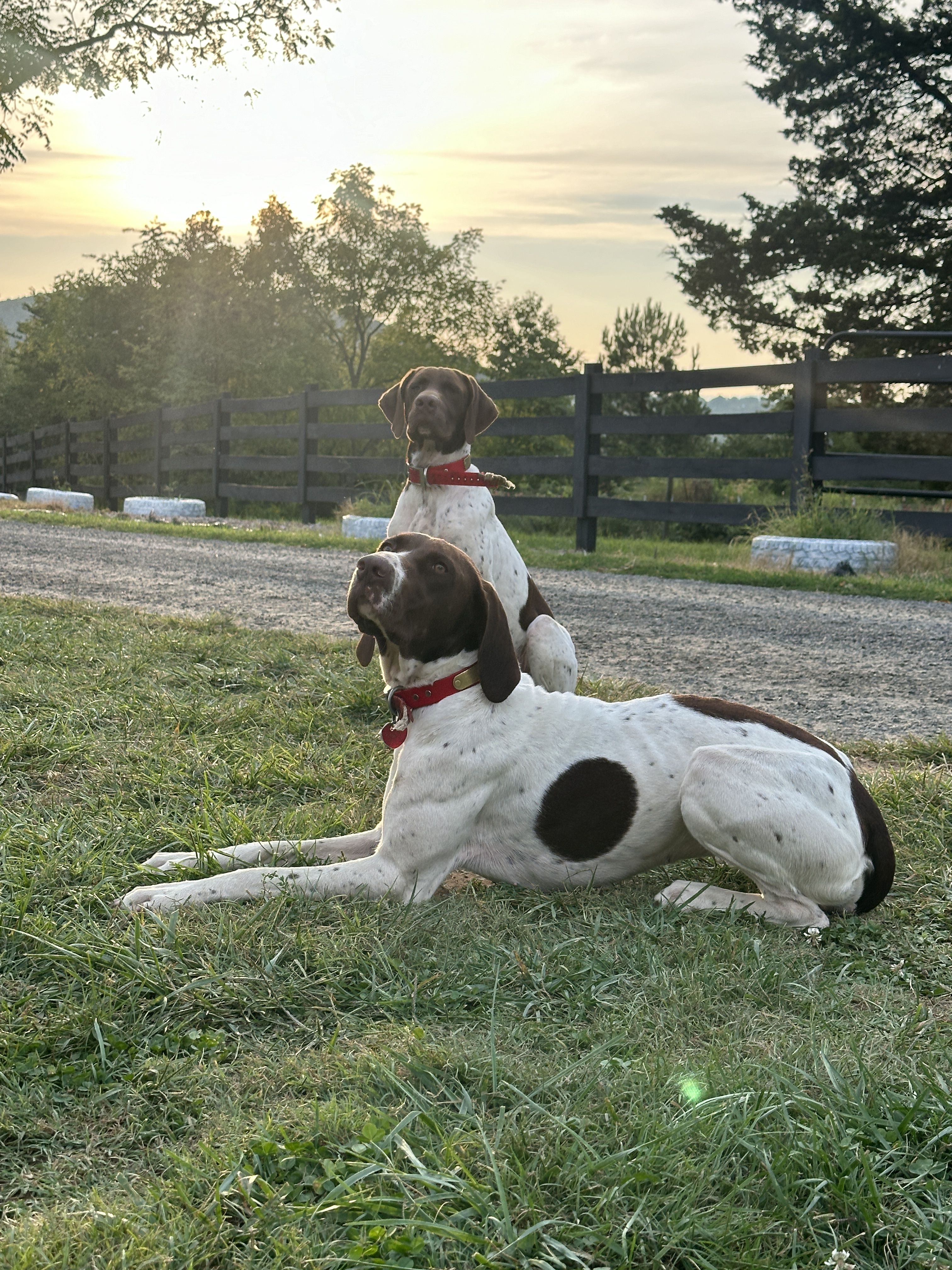 Rustic Creek Farms in Virginia | German Shorthaired Pointer puppies ...