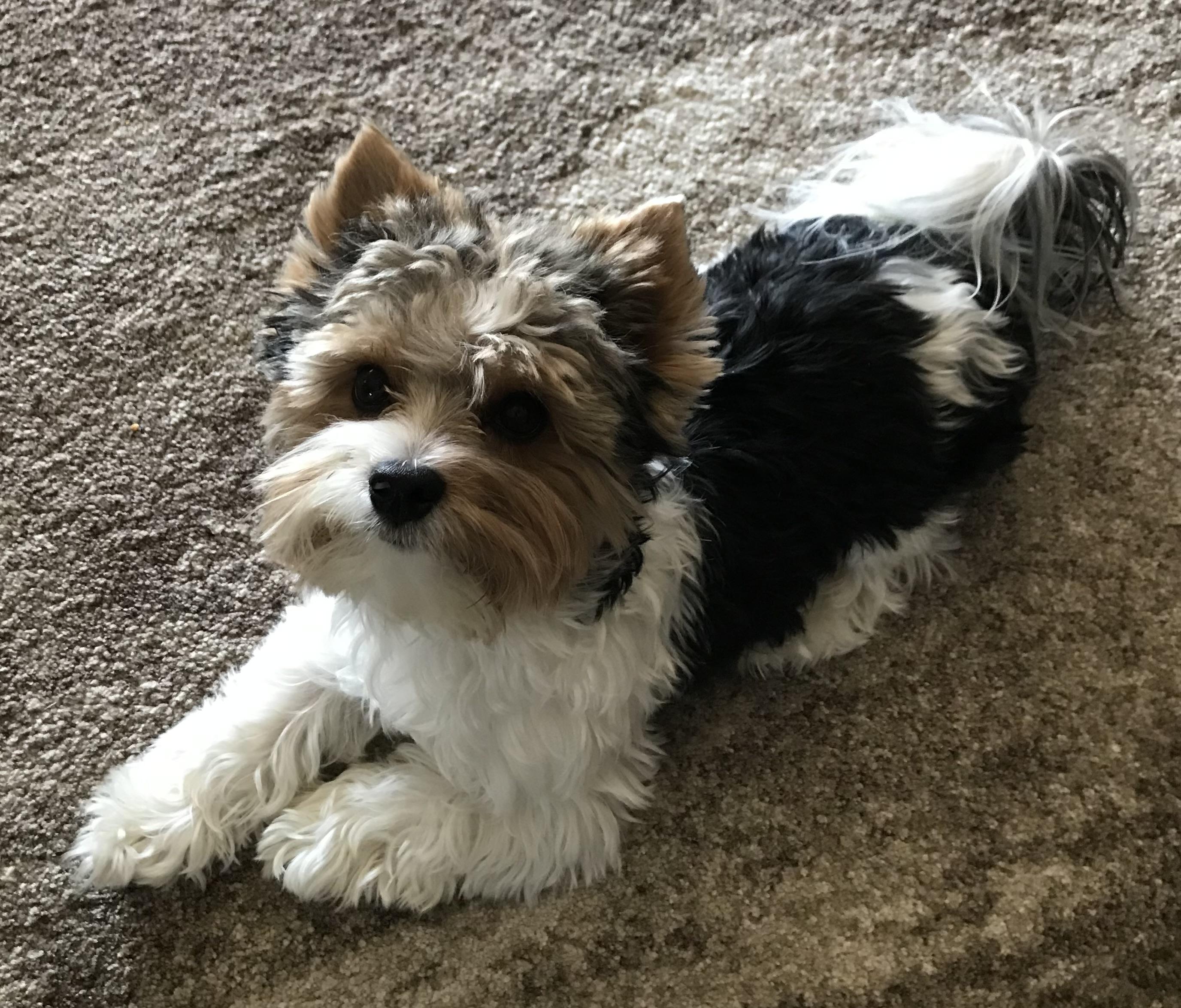 Shanks' Biewer Terriers in Missouri | Biewer Terrier puppies | Good Dog