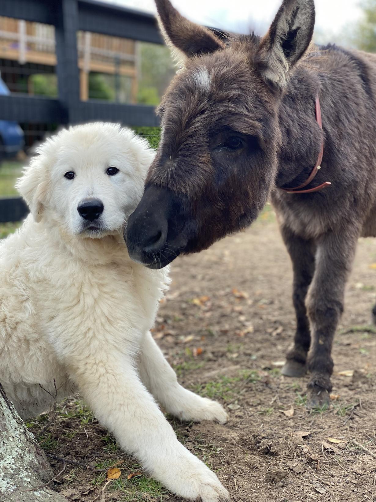 Sunny Shore Farms in New York | Maremma Sheepdog puppies | Good Dog