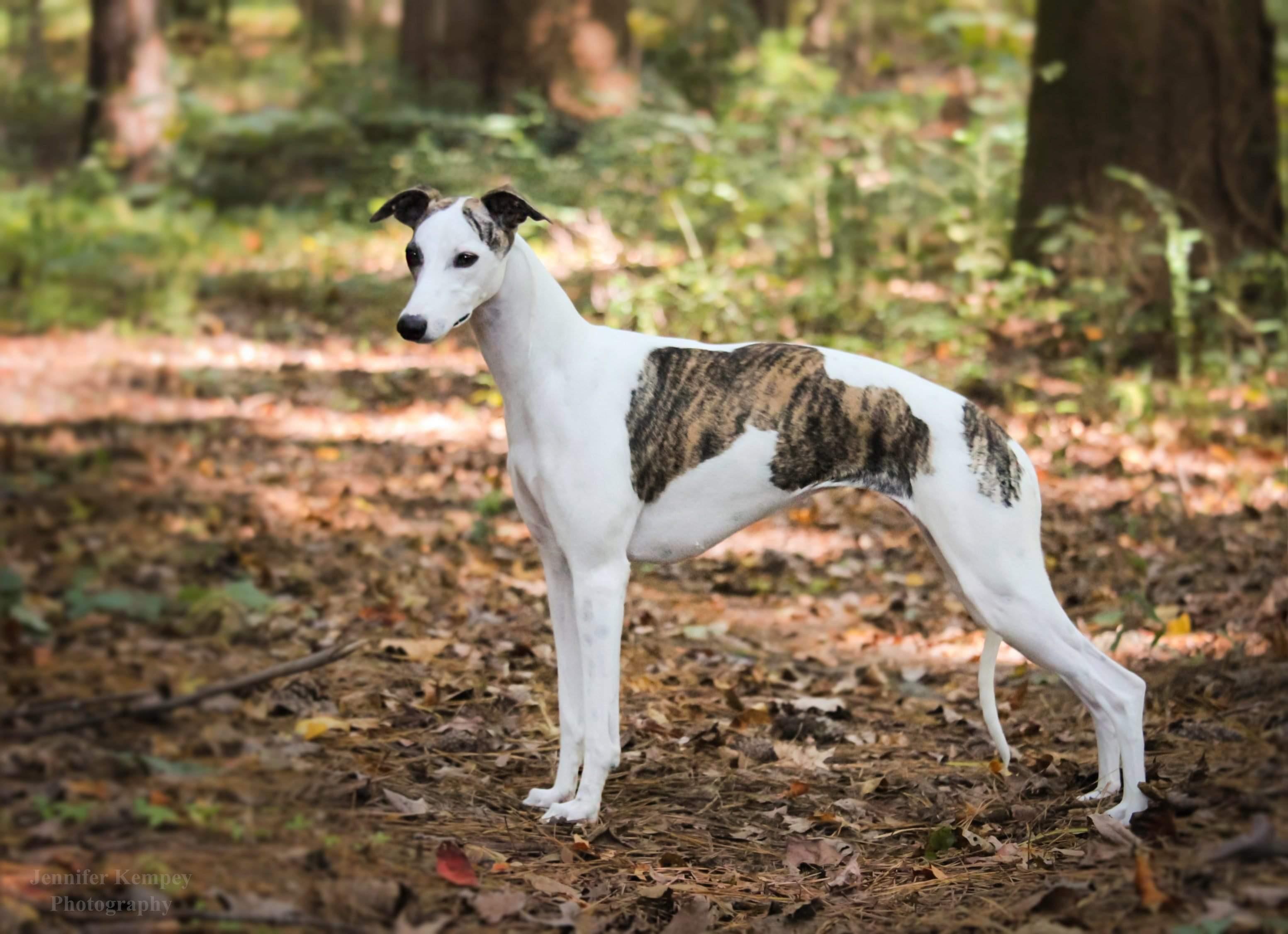 Phoenix Whippets in Florida | Whippet puppies | Good Dog