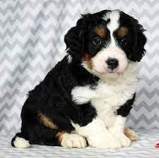 Abidoodles in Utah | Bernedoodle, Cavalier King Charles Spaniel ...